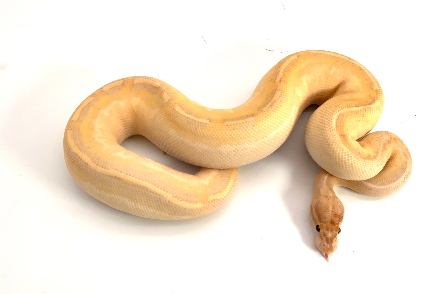 2022 Ultramel Highway Ball Python by Chris Hernan Reptiles - MorphMarket