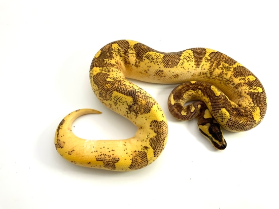 2022 Asphalt Gravel Pavement-super Enchi Calico Ball Python by Chris ...