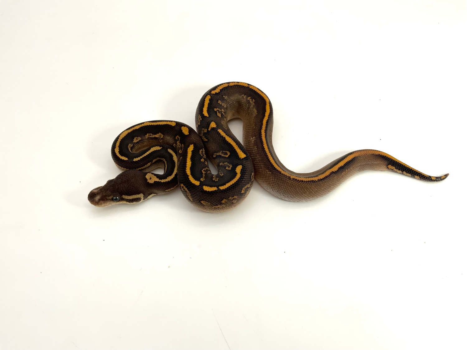 Barnhart Black Pastel Mystic Scrambler Het Clown Ball Python by Chris ...