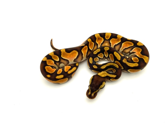 High Intensity HI OD Enchi Barnhart Black Pastel Scrambler Ball Python ...