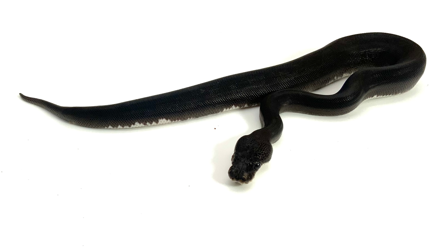 Black Matter (Super Blackhead Barnhart Black Pastel Cinnamon) Ball Python by Chris Hernan ...