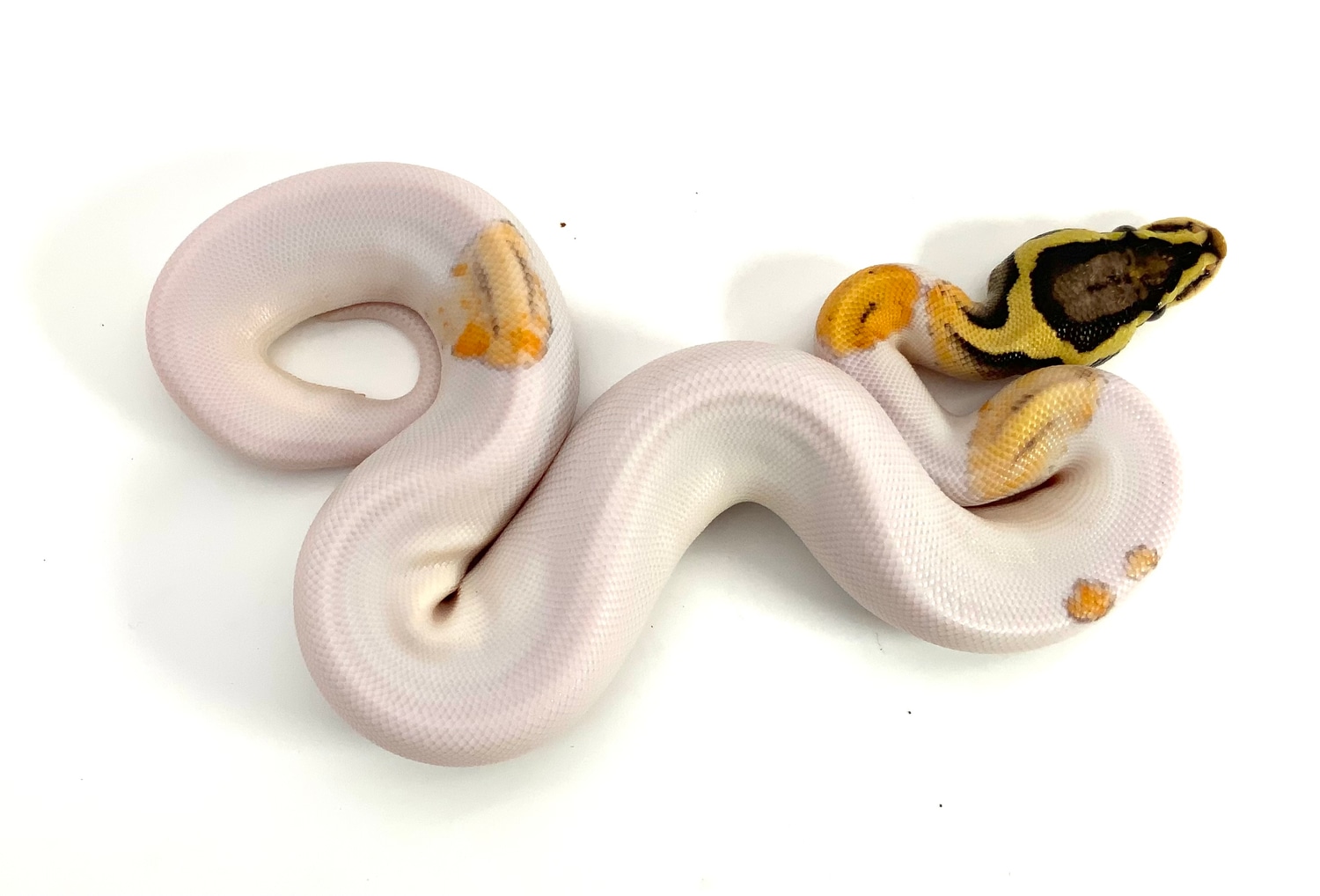HI OD High Intensity OD Fire Pos Pastel Pied Ball Python by Chris ...