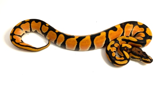 SUPER HI OD High Intensity OD (Deep Orange 🍊 Line) Ball Python by Chris ...