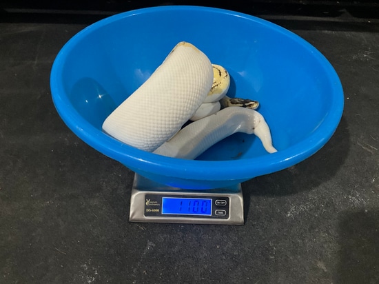 Genex Yb Fire Pastel Pied Ball Python by Chris Hernan Reptiles