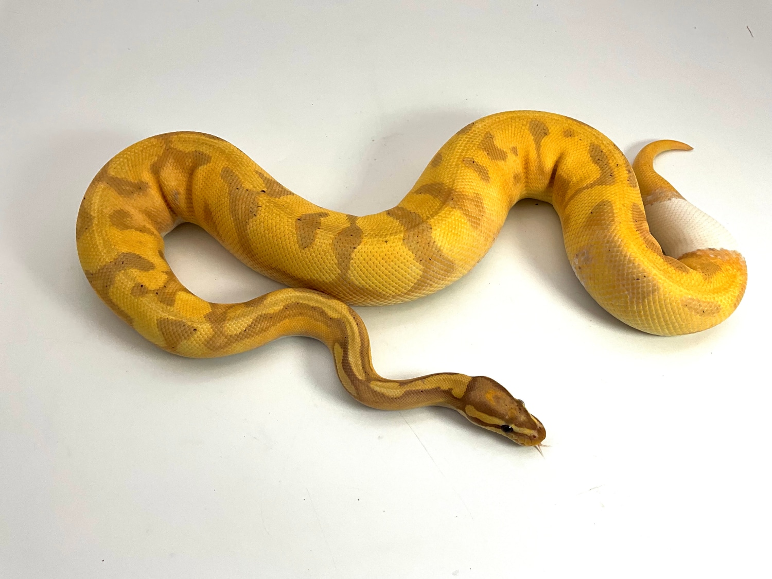 High Intensity OD HI OD Barnhart Black Pastel Banana Het Pied Or Pied ...