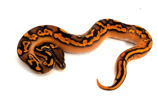 El Diablo (Minus Calico) Super Od Barnhart Black Pastel Yb Scrambler ...