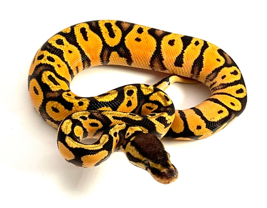 Super High Intensity Orange Dream (1 Dose Deep Orange 🍊 Line And 1 Dose ...