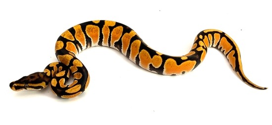 Super High Intensity Orange Dream (Deep Orange Line) Ball Python by ...