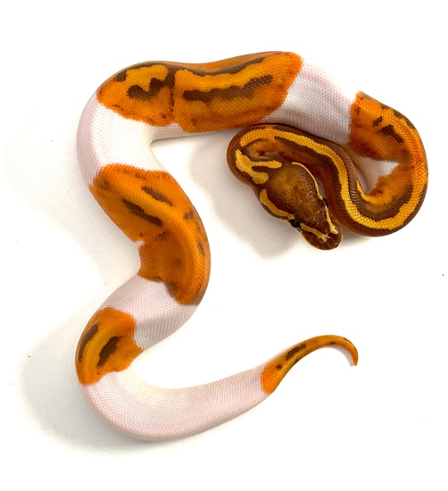Orange Dream Ultramel Pied Ball Python by Chris Hernan Reptiles