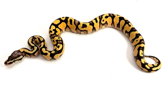 Deep Orange High Intensity, Orange Dream, Pastel, Yellow Belly Ball ...