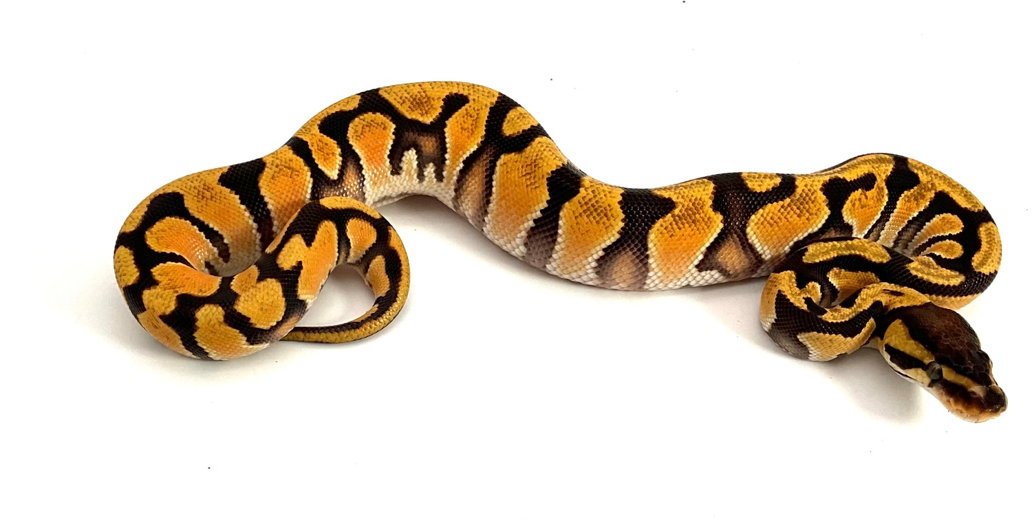 HI OD High Intensity Enchi Het Clown Pos Scrambler Ball Python by Chris ...