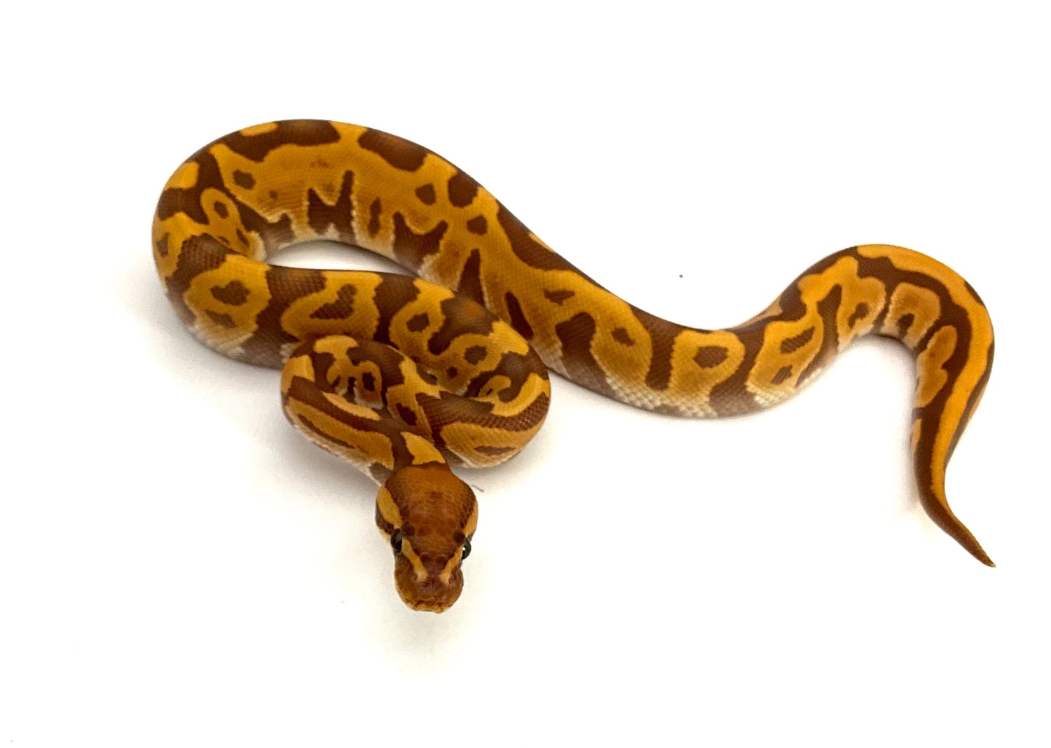 OD Leopard Ultramel Ball Python by Chris Hernan Reptiles - MorphMarket