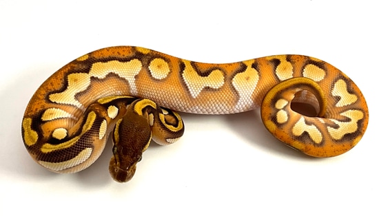 Deep Orange 🍊 High Intensity Orange Dream Mojave Yb Red Gene Possible ...