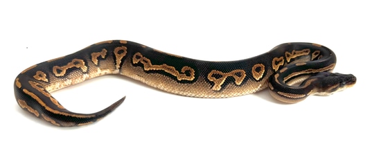 Super Black Head Cinnamon Ball Python by Chris Hernan Reptiles