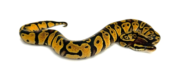 Pastel Mandarin Ball Python by Chris Hernan Reptiles