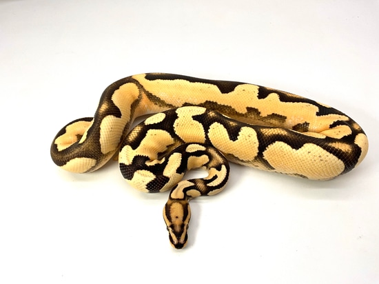 Super High Intensity OD Vanilla Scrambler Pos YB Calico Ball Python by ...