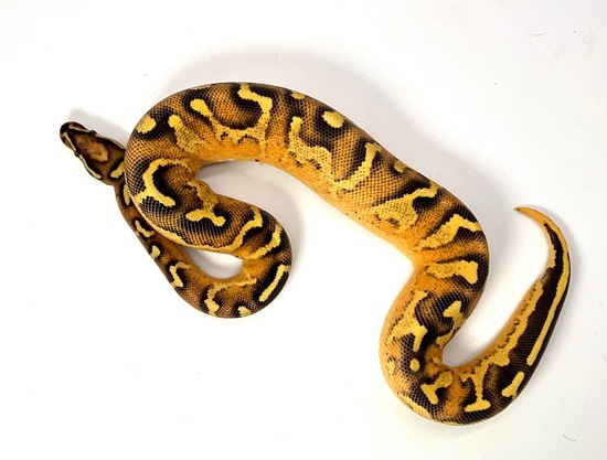 High Intensity Orange Dream Super Asphalt Scrambler Vanilla Pos Enchi ...