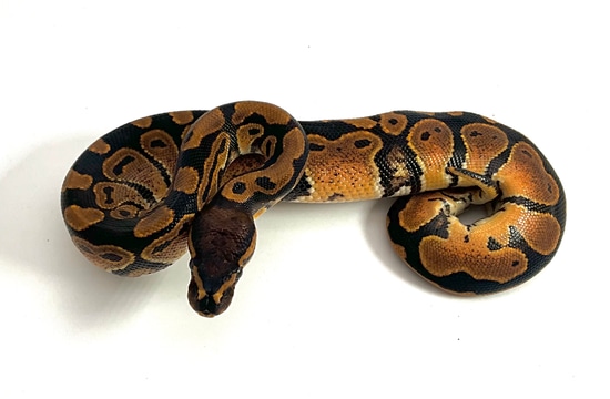 GENETICS GUARANTEED!!! Super Mandarin Het Hypo Female. Ball Python by ...