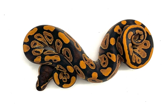 GENETICS GUARANTEED!!! Super Mandarin Mojave Het Hypo Ball Python by ...