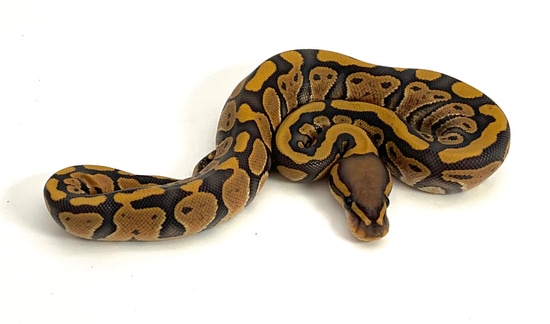 GENETICS GUARANTEED! LAST ONE!!! Mandarin Hypo 100% Het Clown Ball ...