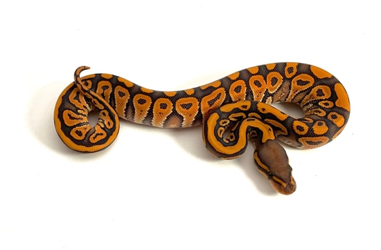 Super NR Mandarin Hypo Mojave Ball Python by Chris Hernan Reptiles