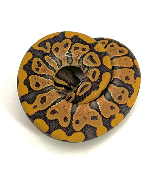 Genetics Guaranteed Nr Mandarin Hypo Het Clown Ball Python by Chris Hernan Reptiles