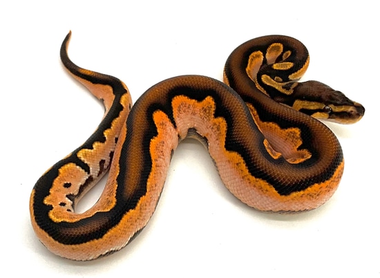 El Diablo - Super OD Barnhart Black Pastel Yb Calico Scrambler Ball ...