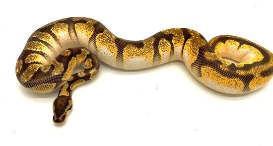 PROVEN BREEDER - OD Enchi Calico Scrambler Pos HI OD Ball Python by ...