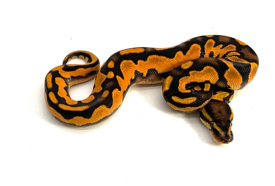 Super OD Barnhart Black Pastel Scrambler Pos Yb Ball Python by Chris ...
