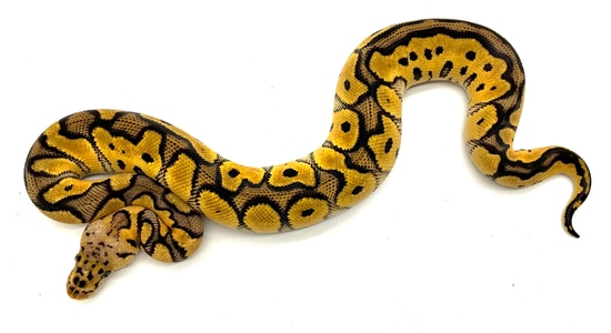 GENETICS 100% Guaranteed!!! Nr Mandarin Clown 100% Het Hypo Pastel Ball ...