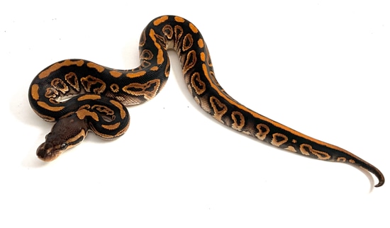 Barnhart Black Pastel Scrambler Het Clown Ball Python by Chris Hernan ...