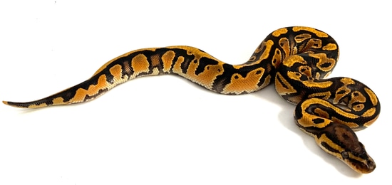 HI OD Scrambler Het Clown Ball Python by Chris Hernan Reptiles