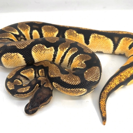 High Intensity OD Ball Python by Chris Hernan Reptiles