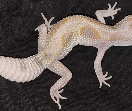 CC Exotics SA - MorphMarket