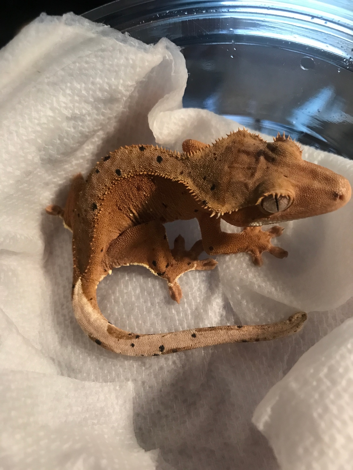 Red Confetti Super Dal Crested Gecko by Geckology Critters - MorphMarket
