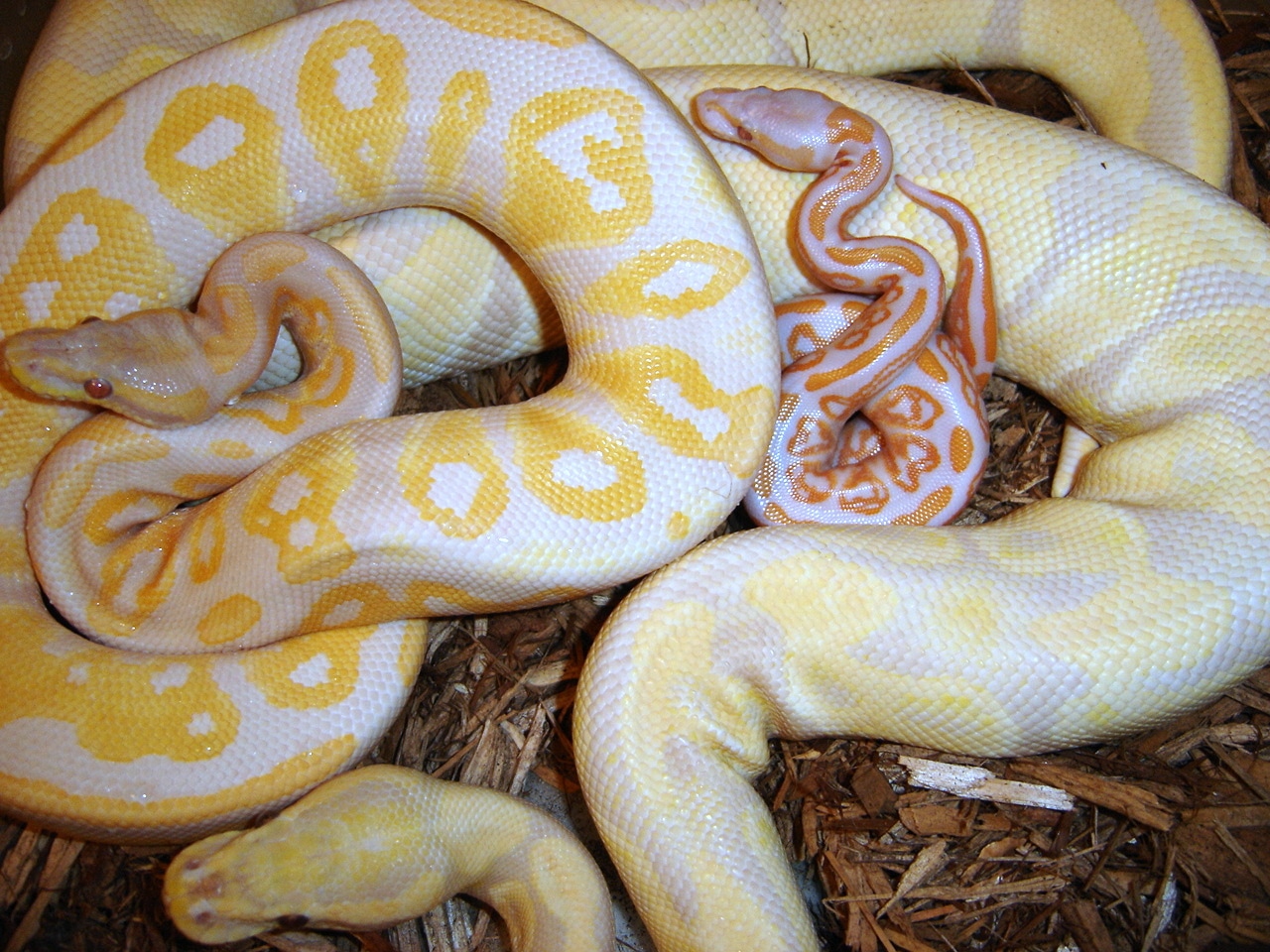 Lavender Ball Python by Charles Glaspie - MorphMarket