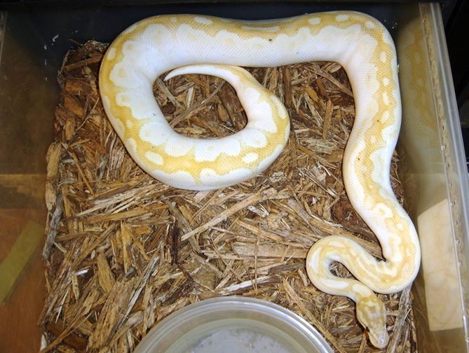 Super Special Ball Python by Charles Glaspie - MorphMarket