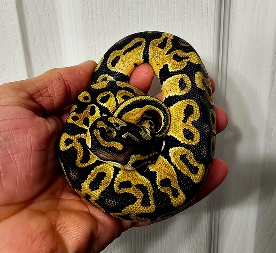 Pastel 50% Het Albino Ball Python by Ridley's Radical Royals