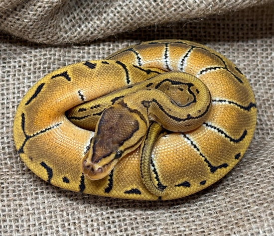 Orange Dream Enchi Pin Ball Python by Ridley's Radical Royals
