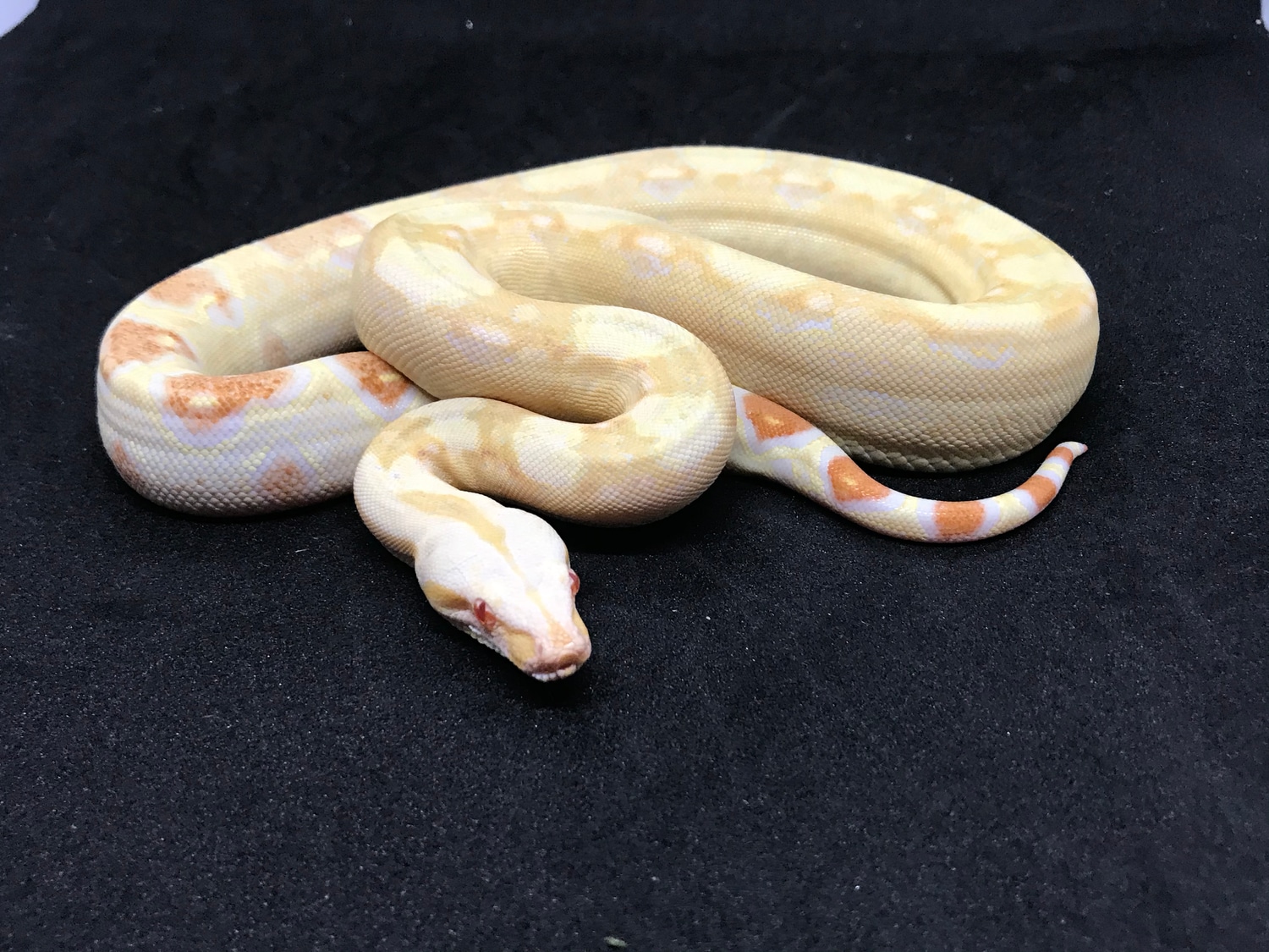 Purple Red Pastel Sharp Albino Boa Constrictor by Tall Boa-N- Balls ...