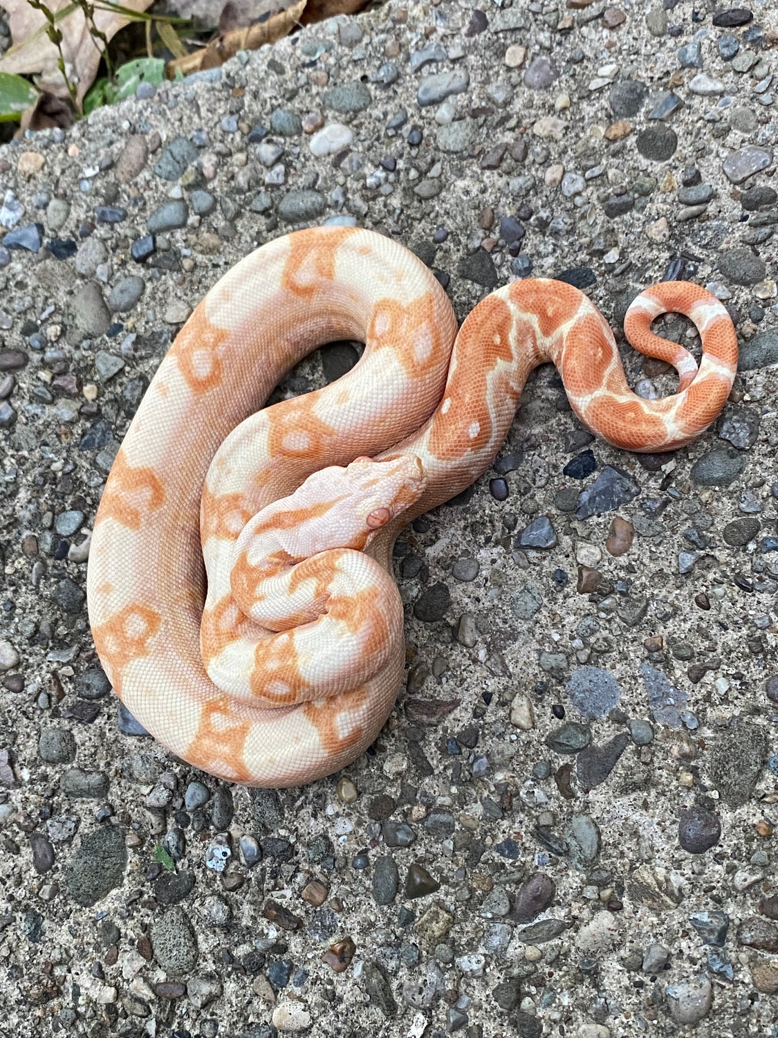 Sharp Purple Red Pastel Sunglow Boa Constrictor by Tall Boa-N- Balls ...