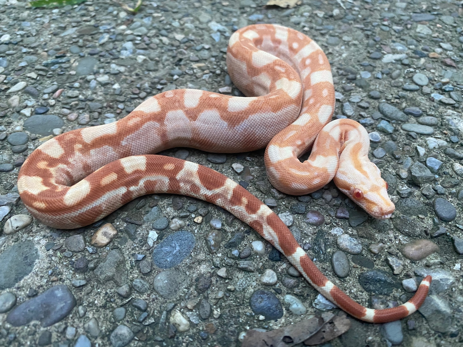 Aztec Sharp Sunglow Boa Constrictor by Tall Boa-N- Balls - MorphMarket