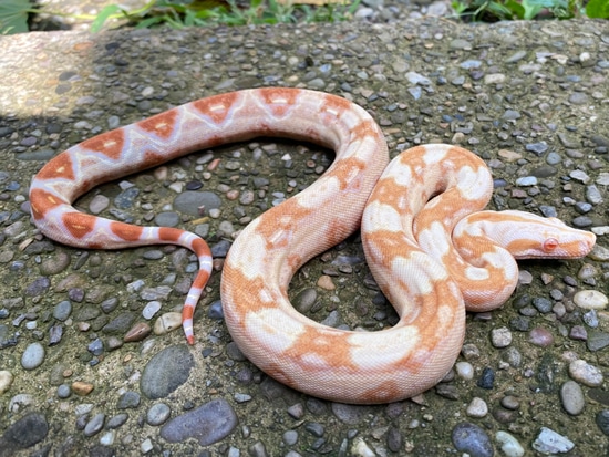Purple Sharp Albino Boa Constrictor by Tall Boa-N- Balls