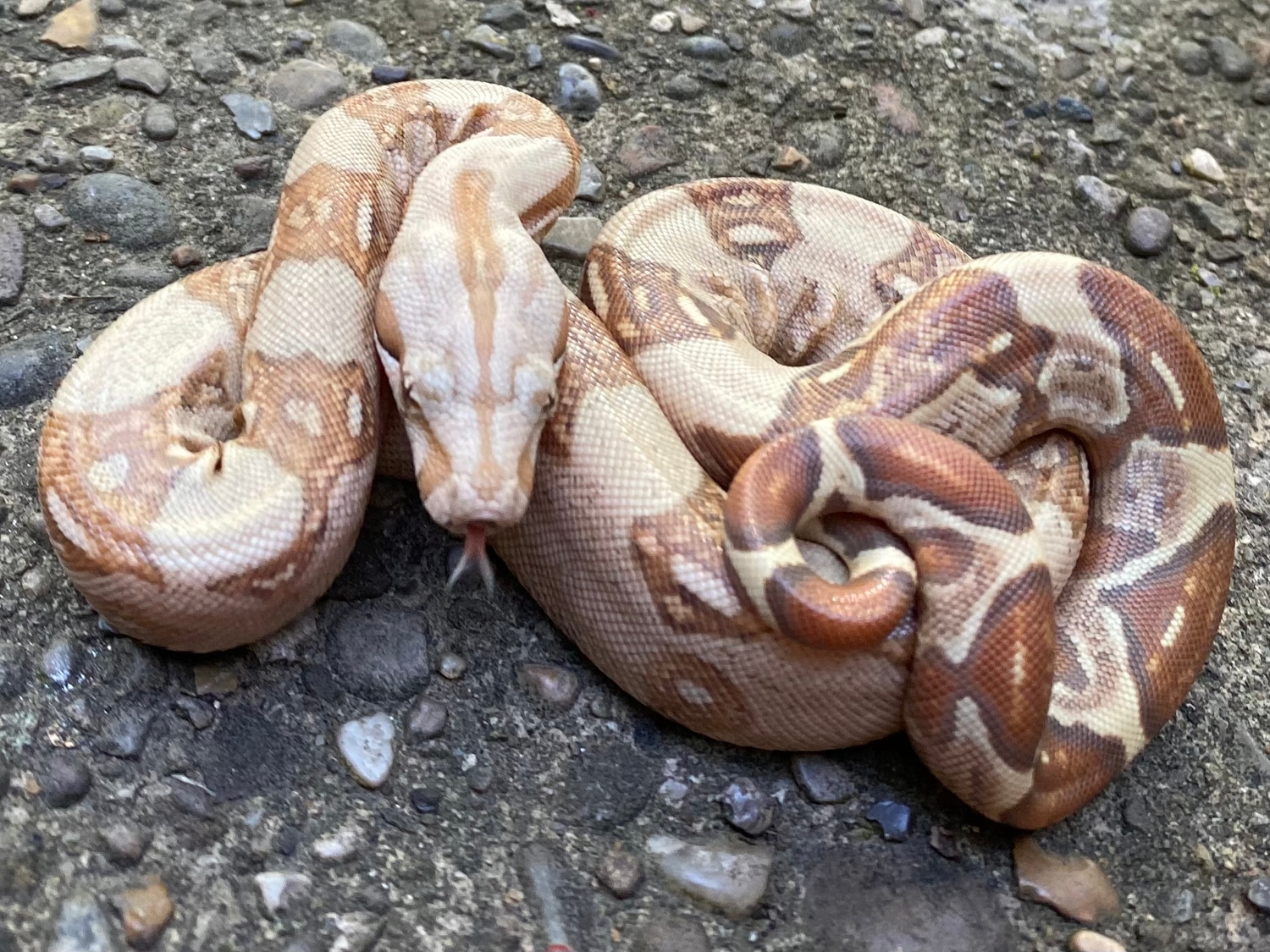 Paradigm Boa Constrictor by Tall Boa-N- Balls - MorphMarket
