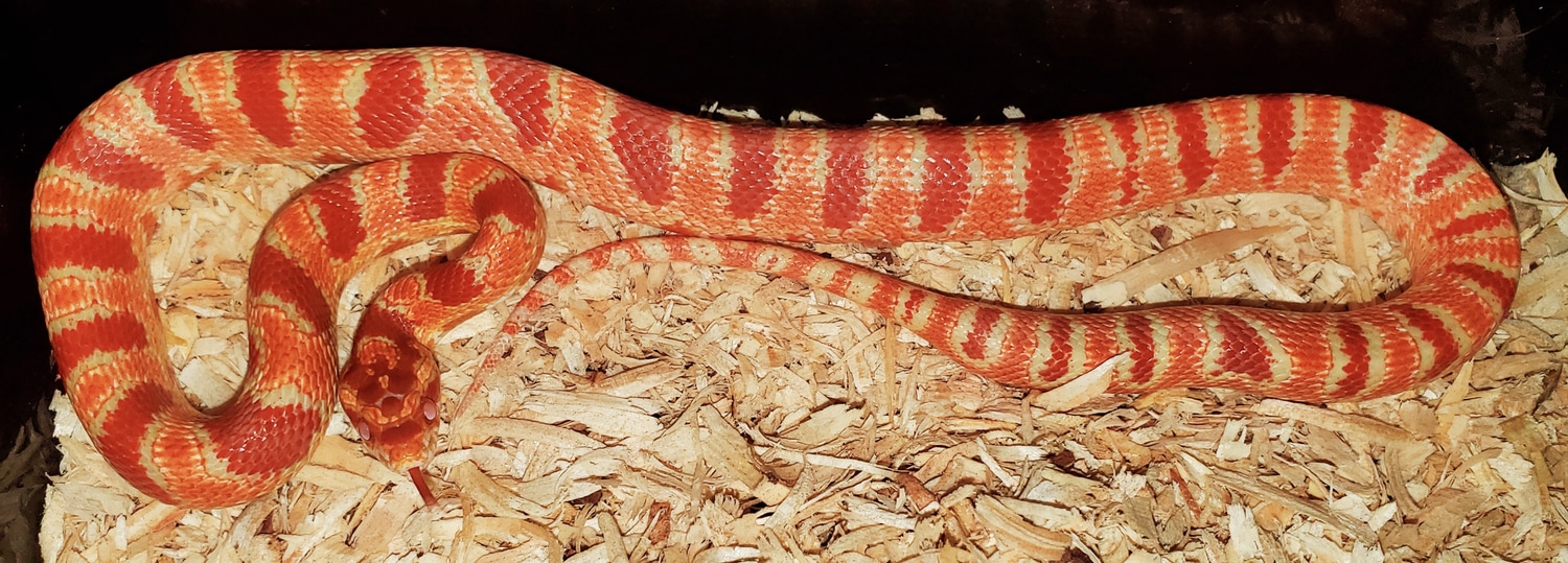 Red Coral Amel Corn Snake by For The Love Of Reptiles - MorphMarket