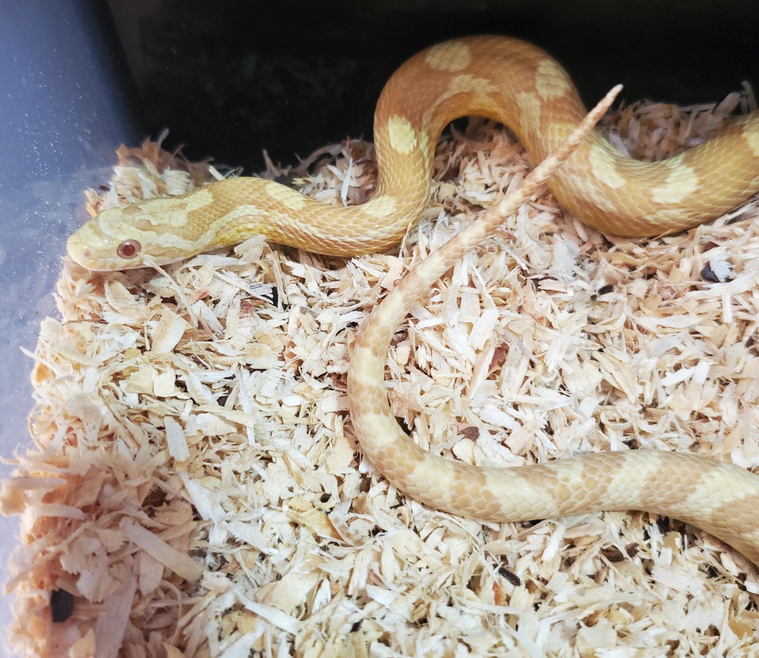 Bloodred Motley Butter Corn Snake by For The Love Of Reptiles - MorphMarket