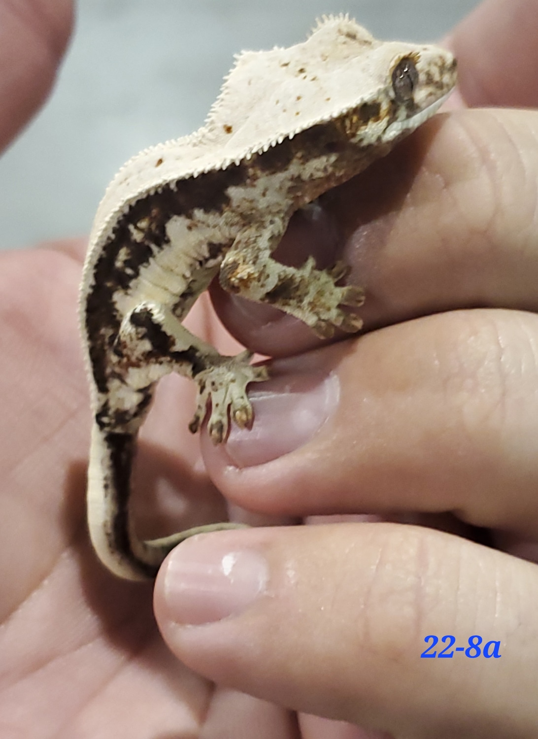 Lily White Crested Gecko by For The Love Of Reptiles - MorphMarket