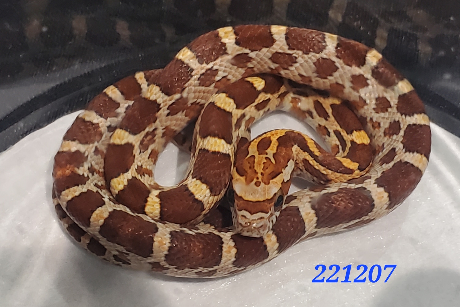 Triple Het Amel Scaleless Palmetto Corn Snake by For The Love Of ...