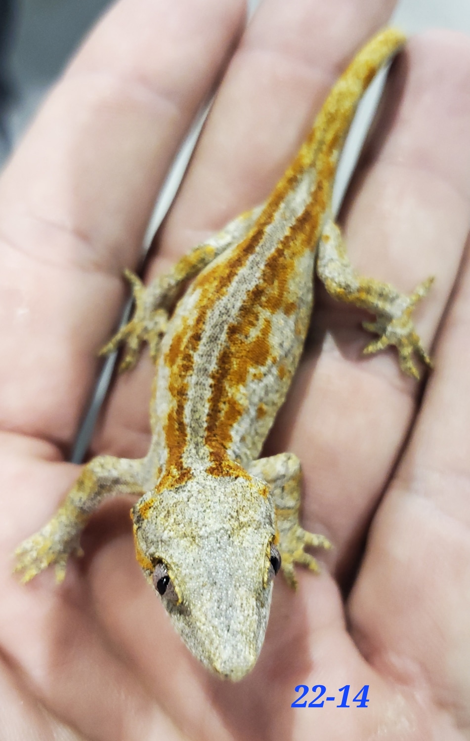 Gargoyle Deadpool Line SALE Gargoyle Gecko by For The Love Of Reptiles ...