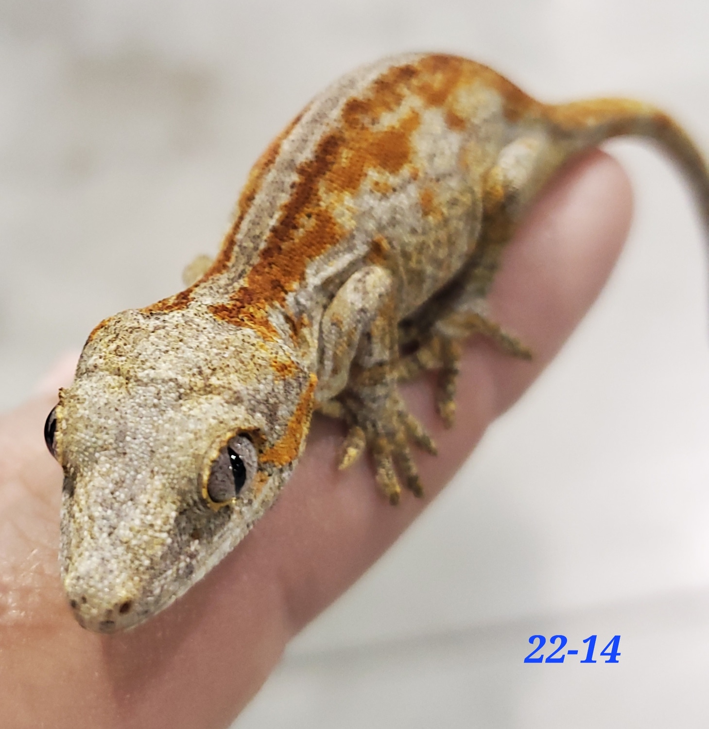 Gargoyle Deadpool Line SALE Gargoyle Gecko by For The Love Of Reptiles ...